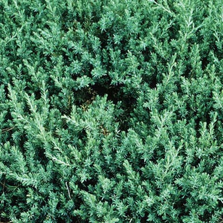 JUNIPERUS conferta Blue Pacific CTR 3L