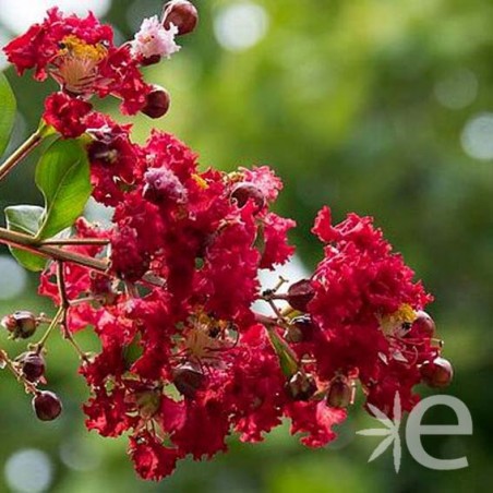 LAGERSTROEMIA indica Double Feature ® CTR 3L