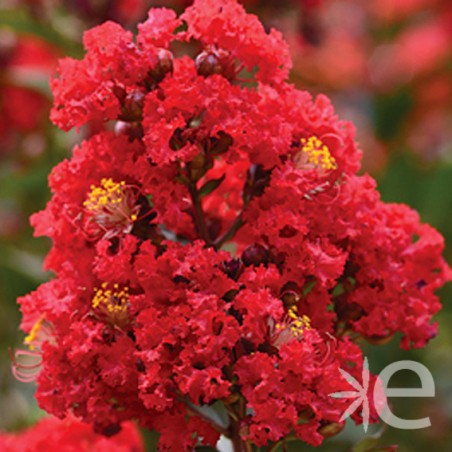LAGERSTROEMIA indica Enduring ® Summer Red CTR 3L