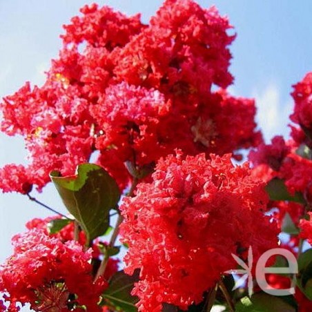LAGERSTROEMIA indica Dynamite ® CTR 3L