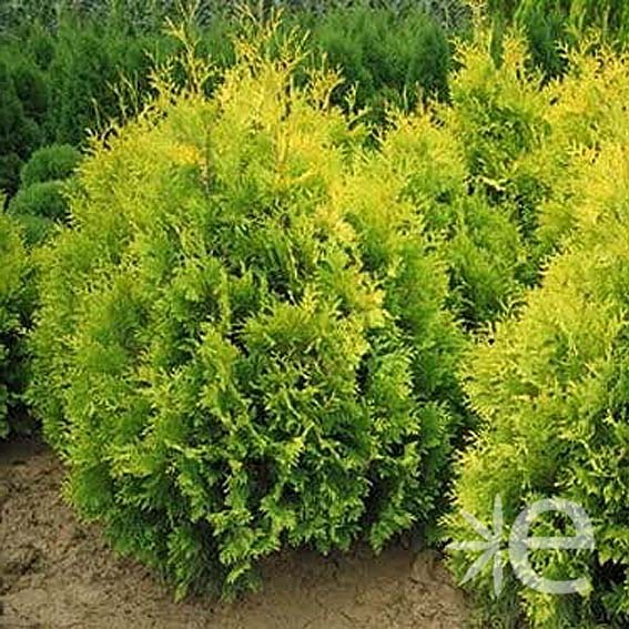 THUJA occidentalis Sunkist CTR 3L