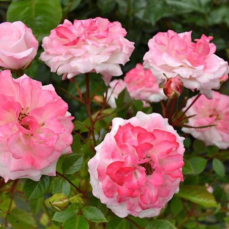 ROSIER miniature Portofino CTR 6L