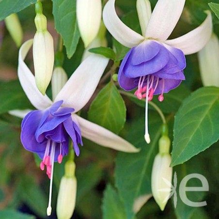 FUCHSIA x hybrida Sarah Blue CTR 3L