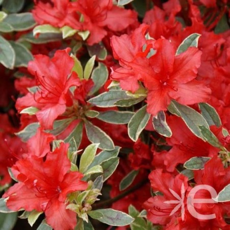 AZALEA japonica Hot Shot Variegata CTR 3L