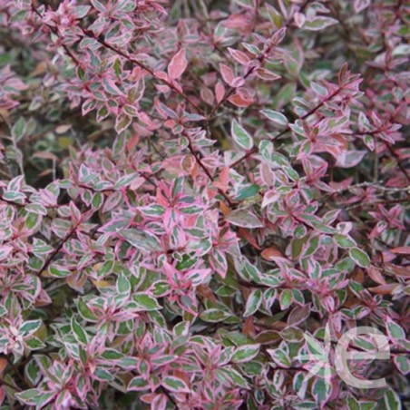 ABELIA grandiflora Confetti ® CTR 3L