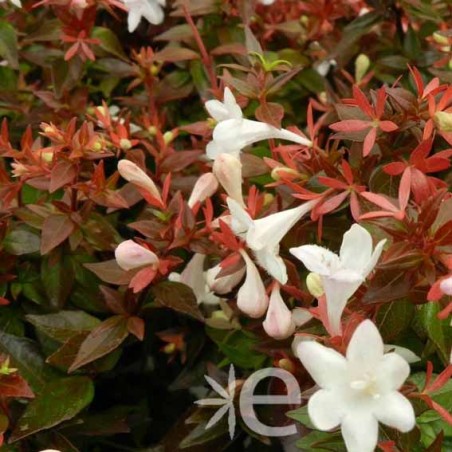 ABELIA grandiflora Prostrata CTR 3L