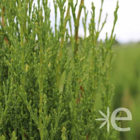 CUPRESSUS sempervirens Totem CTR 3L