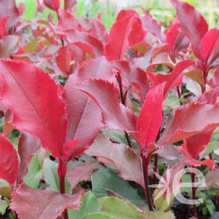 PHOTINIA fraseri Volcano ® CTR 3L