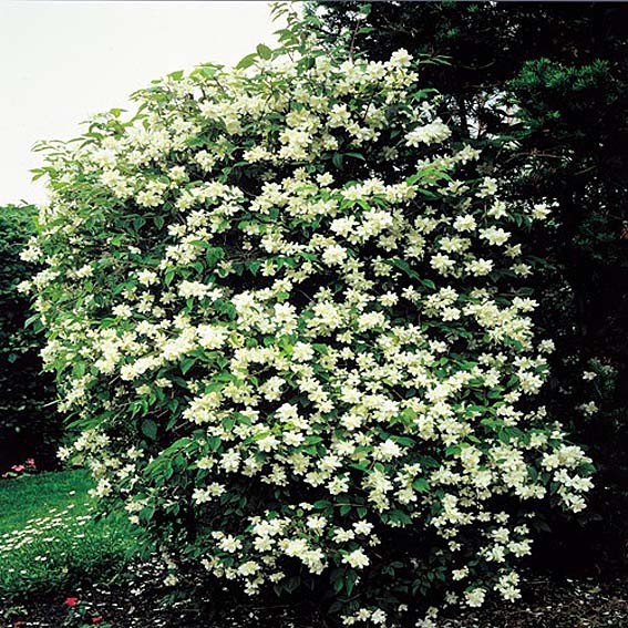 PHILADELPHUS Virginal CTR 3L