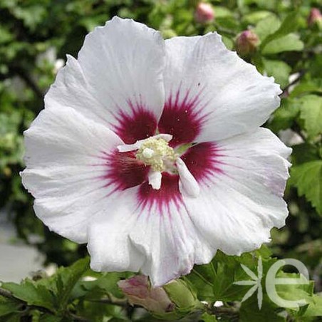 HIBISCUS syriacus Helene CTR 3L