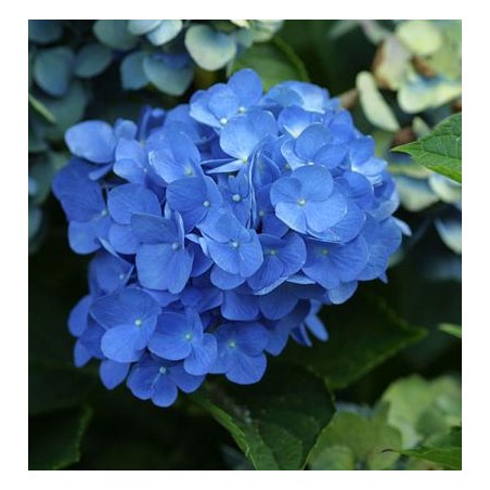 HYDRANGEA macrophylla Mathilde Gutges CTR 3L